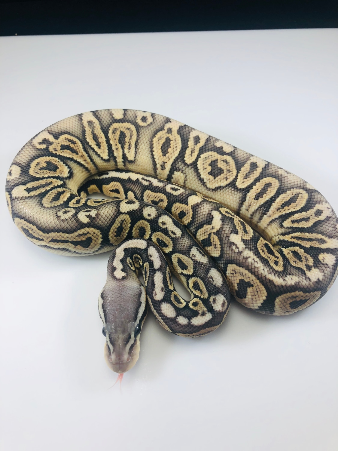 Black Pewter Orange Ghost Ball Python by Balls Deep Reptiles LLC ...