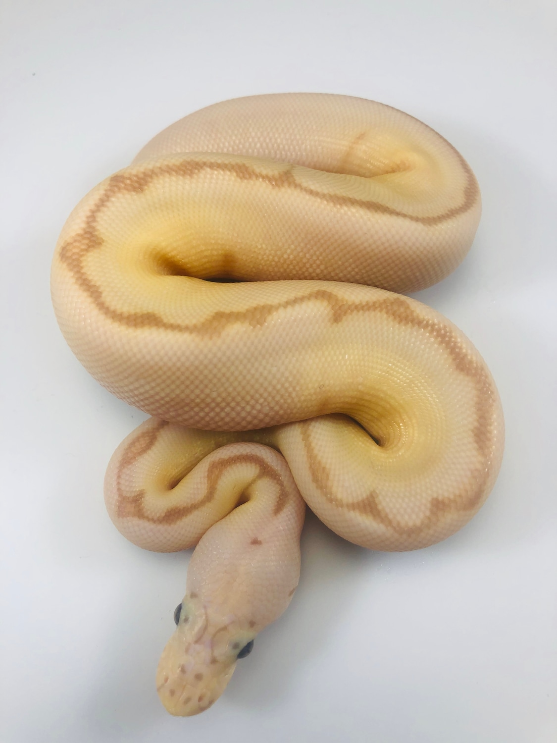 Coral Glow Bumble Bee Clown Poss Blade Ball Python by Balls Deep ...