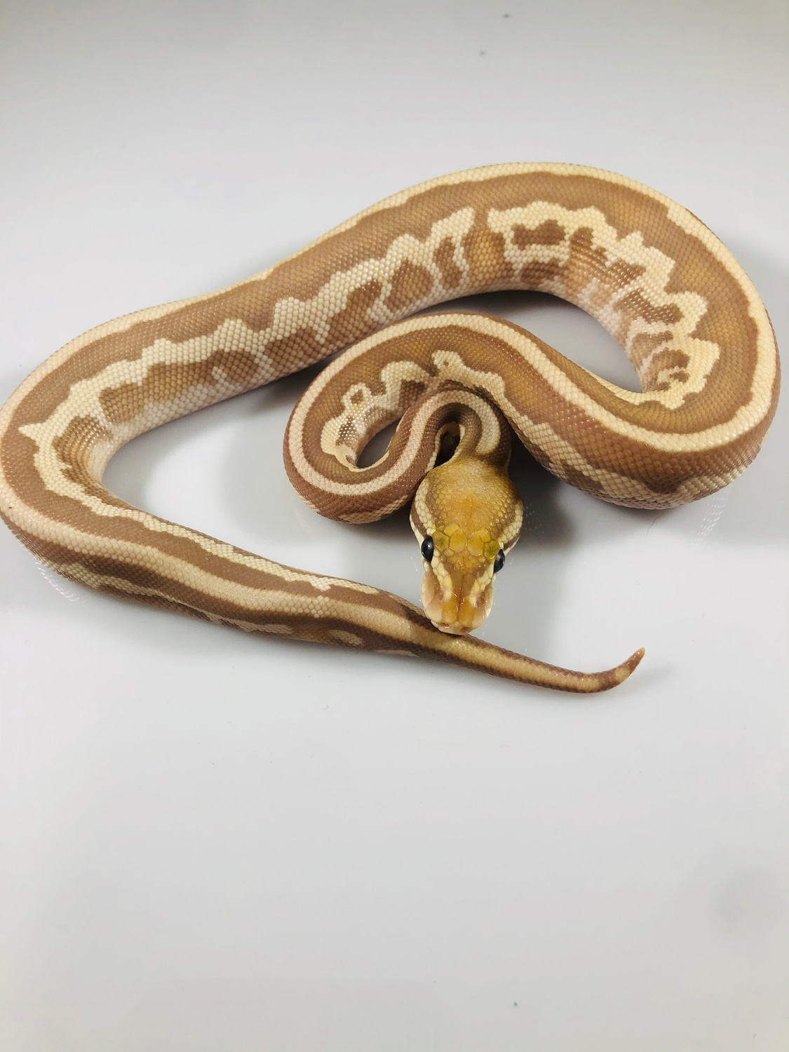 Banana Leopard Lesser Ball Python by Balls Deep Reptiles LLC - MorphMarket