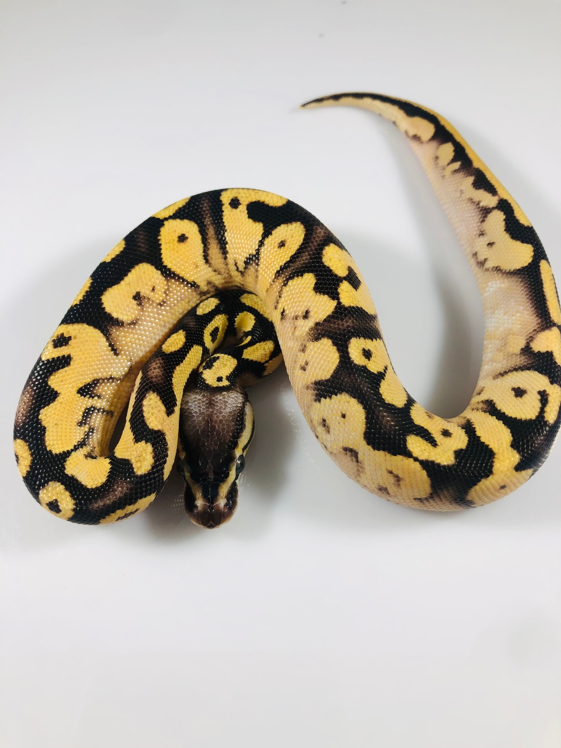 Orange Dream Yellow Belly Calico Pastel Ball Python by Balls Deep ...