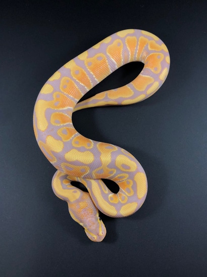 Coral Glow / Banana 100% Het Clown Ball Python by Balls Deep Reptiles LLC