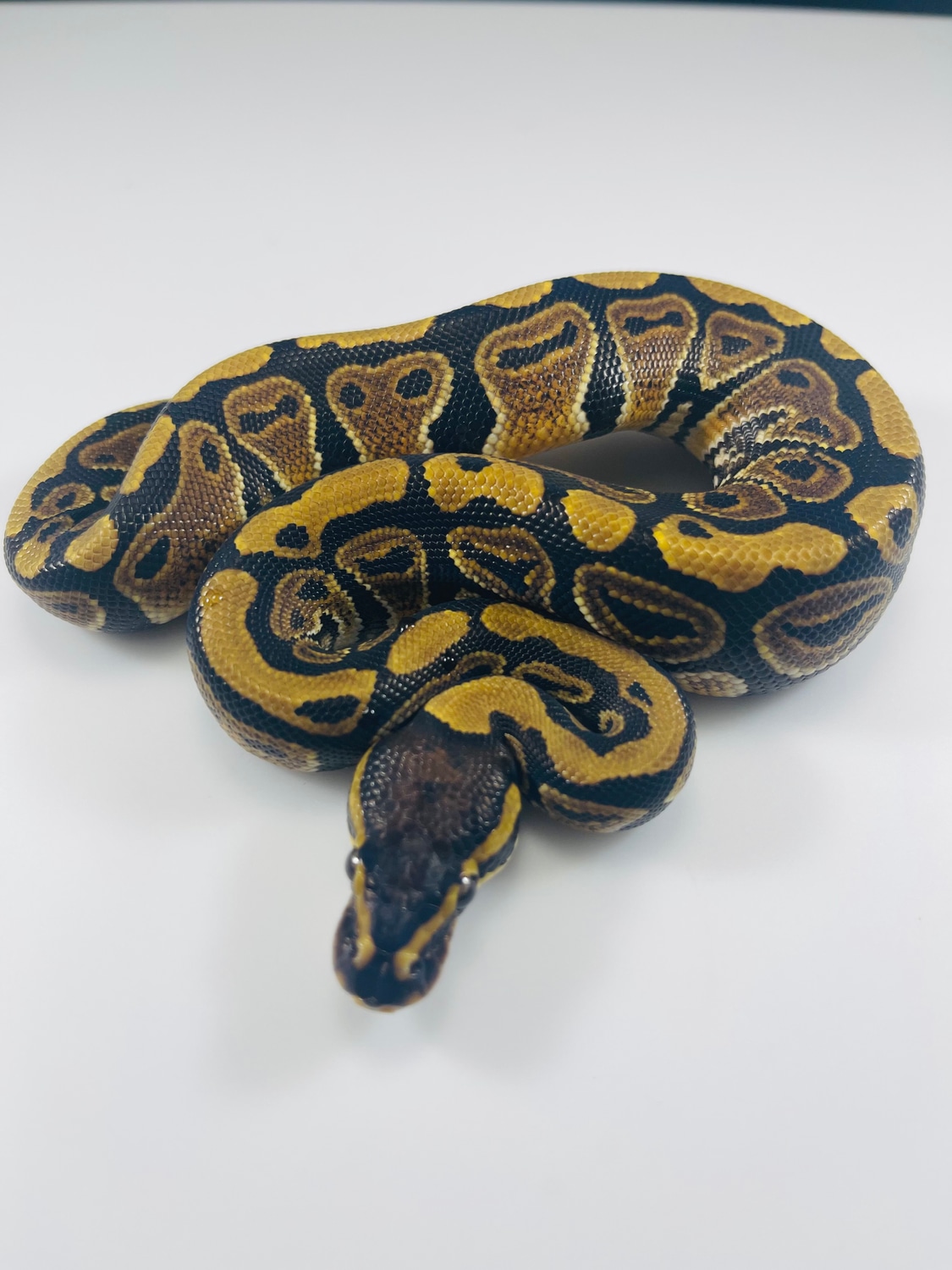 Normal 100% Het Clown/ 66% Ghost Ball Python by Balls Deep Reptiles LLC ...