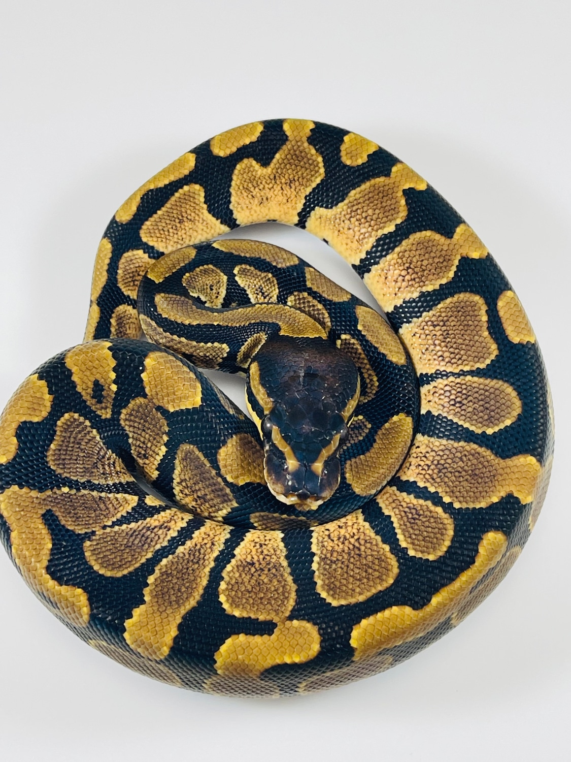 Orange Dream Ball Python by Balls Deep Reptiles LLC - MorphMarket