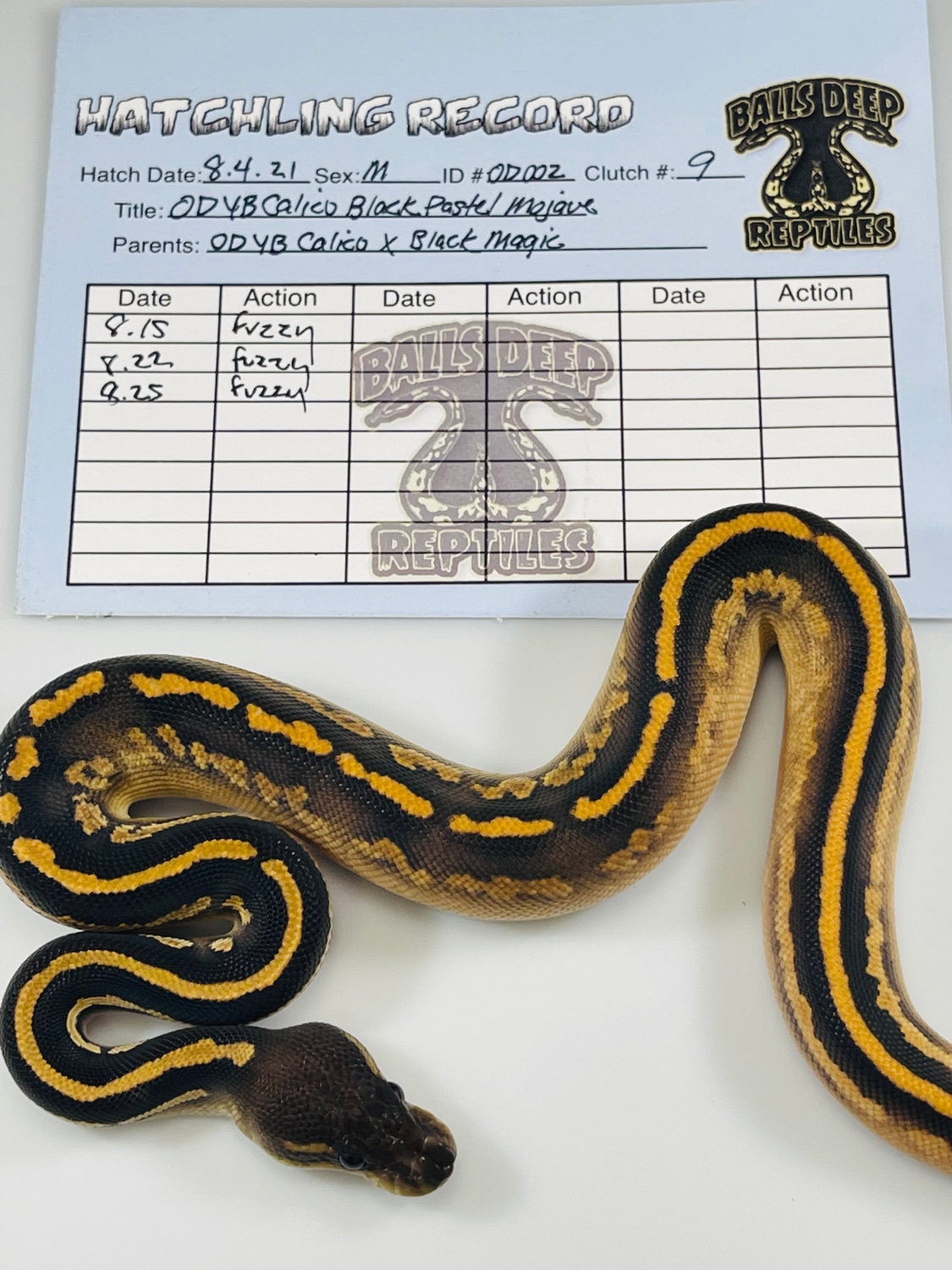 Horror Flick Ball Python by Balls Deep Reptiles LLC - MorphMarket