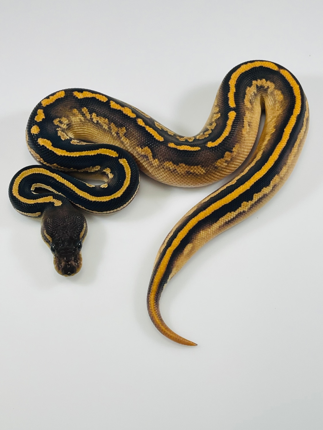 Horror Flick Ball Python by Balls Deep Reptiles LLC - MorphMarket
