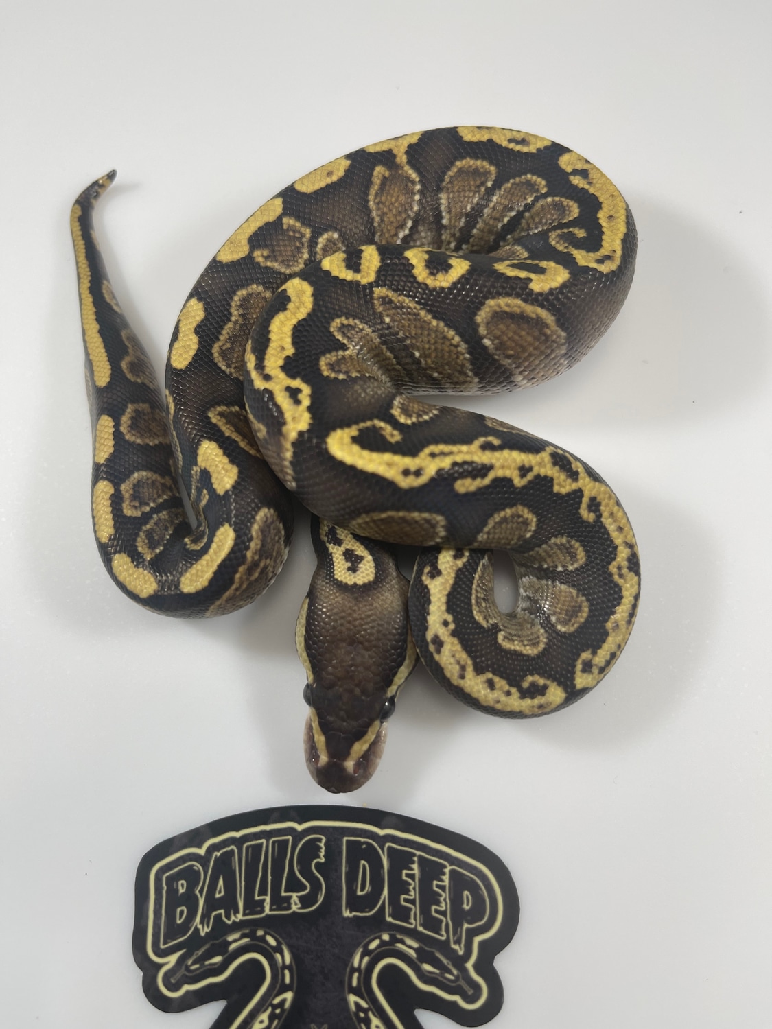 Ghi Fire Trick Ball Python by Balls Deep Reptiles LLC - MorphMarket