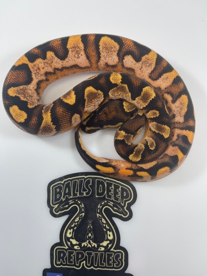 ODYB Calico Ball Python by Balls Deep Reptiles LLC