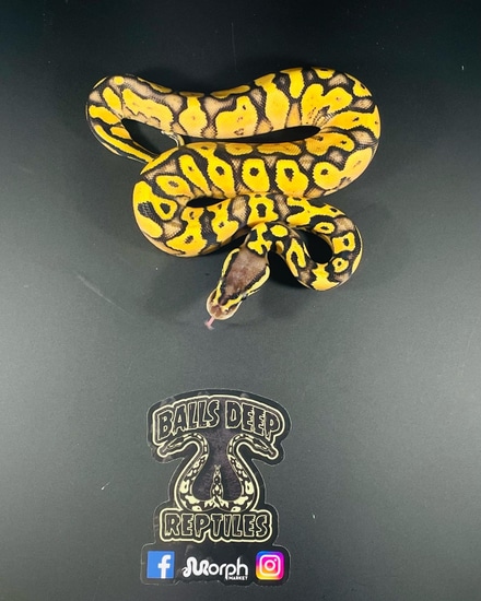 ODYB Pastel Het Hypo Ball Python by Balls Deep Reptiles LLC
