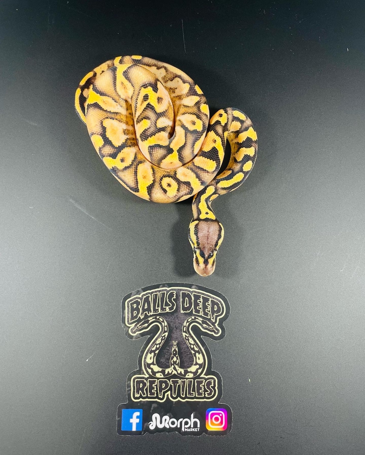 ODYB Calico Pastel Het Hypo Ball Python by Balls Deep Reptiles LLC ...