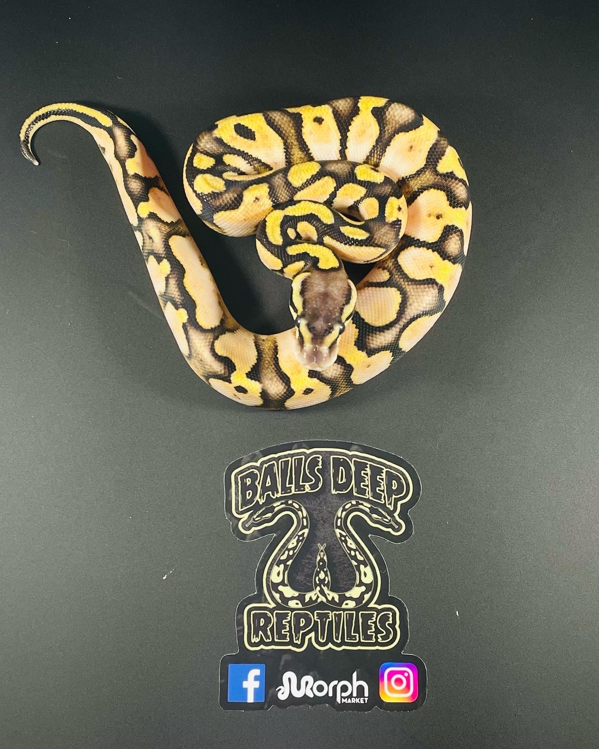 OD Calico Pastel Pos YB Het Hypo Ball Python by Balls Deep Reptiles LLC ...