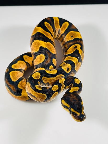 ODYB Calico Ball Python by Balls Deep Reptiles LLC