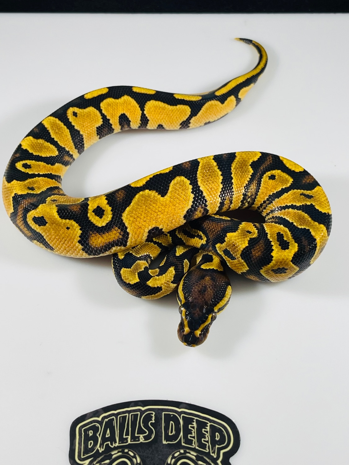 ODYB Ball Python by Balls Deep Reptiles LLC - MorphMarket