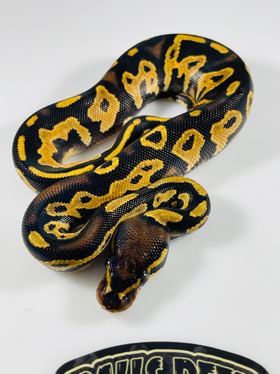 Black Head ODYB Ball Python by Balls Deep Reptiles LLC - MorphMarket