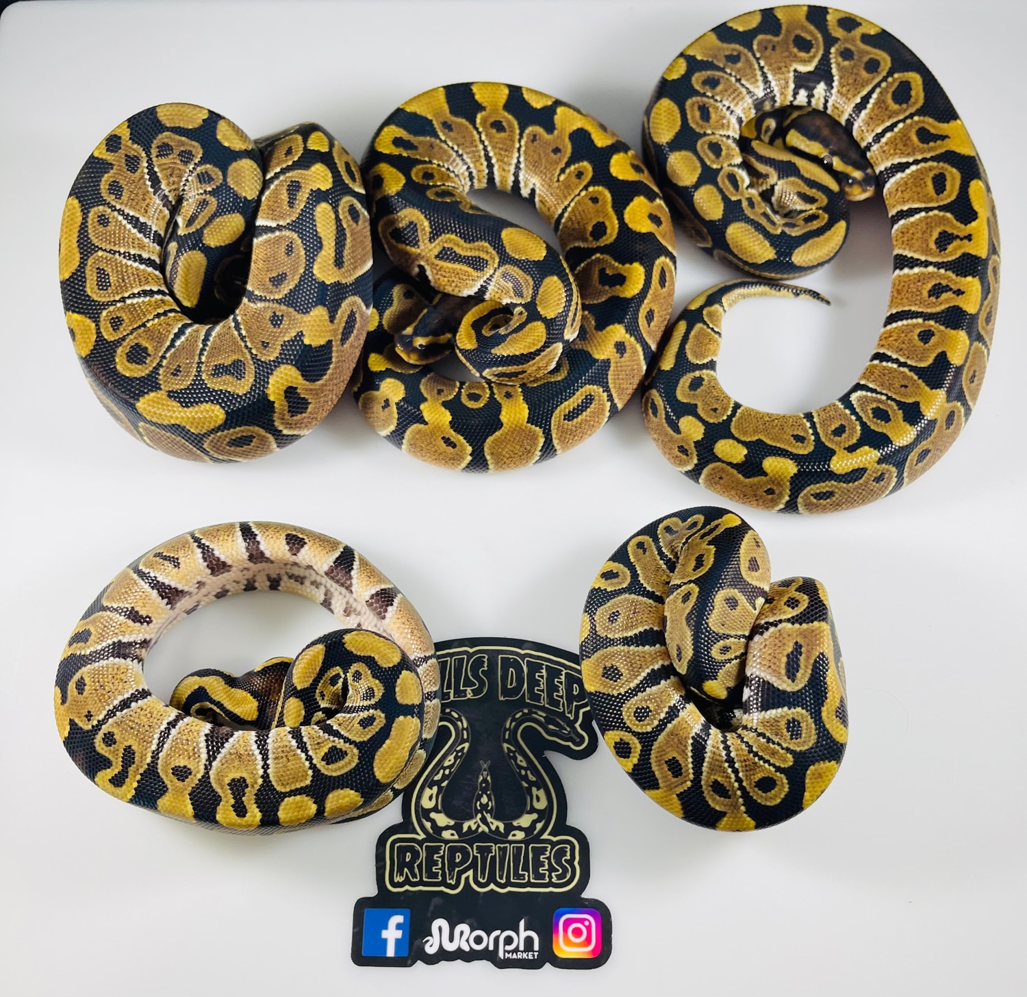 3.0 Double Het Clown/ Desert Ghost Pos Het Hypo Ball Python by Balls ...