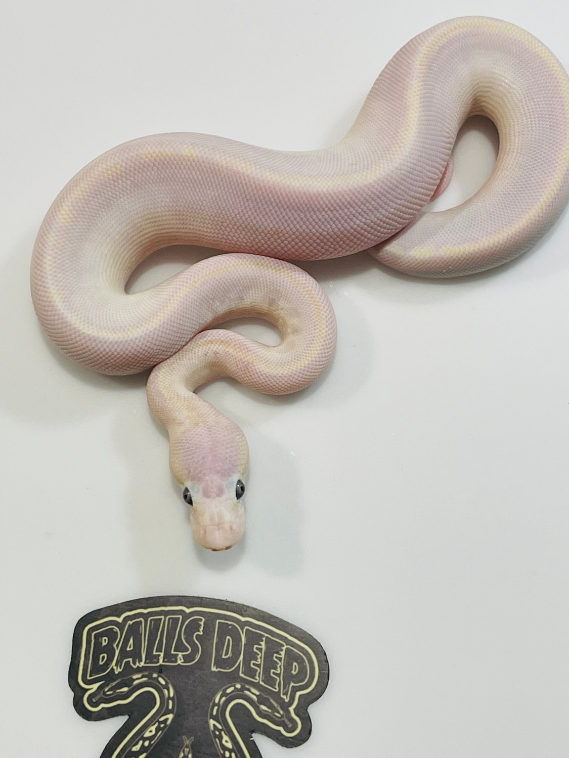 Bamboo Mojave Ghi Pos Trick Ball Python by Balls Deep Reptiles LLC ...