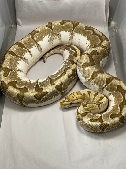 Bamboo Enchi Pastel Ball Python by Balls Deep Reptiles LLC