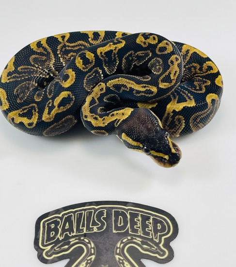 Ghi Trick Ball Python by Balls Deep Reptiles LLC