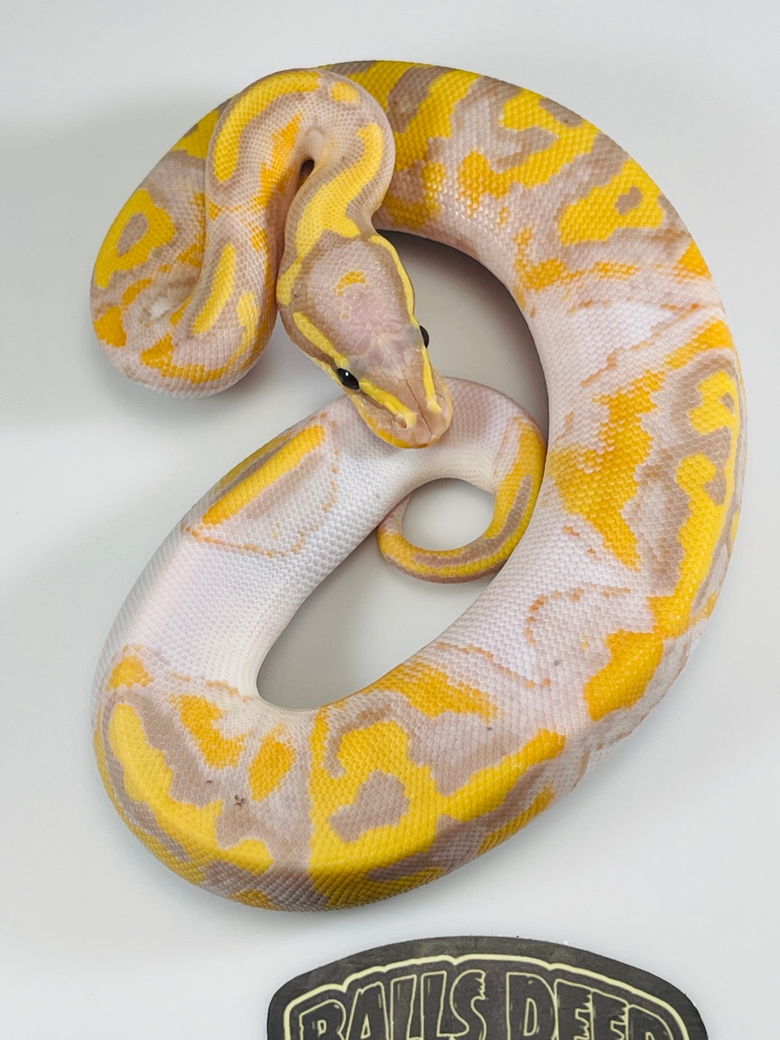 Banana Pied Ball Python by Balls Deep Reptiles LLC - MorphMarket