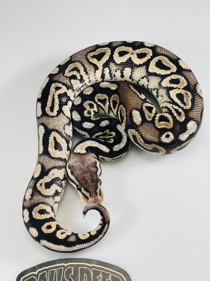 Pewter 66% Het Clown Ball Python by Balls Deep Reptiles LLC