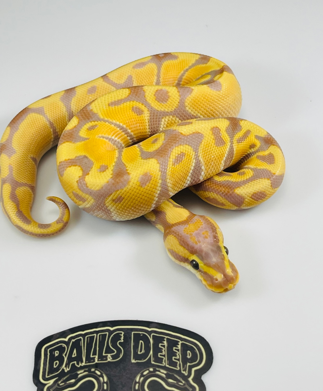 Banana Enchi Het Clown Ball Python by Balls Deep Reptiles LLC - MorphMarket