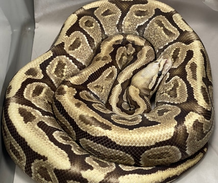 Vanilla Trick/ Hurricane Pos Het Clown Ball Python by Balls Deep ...