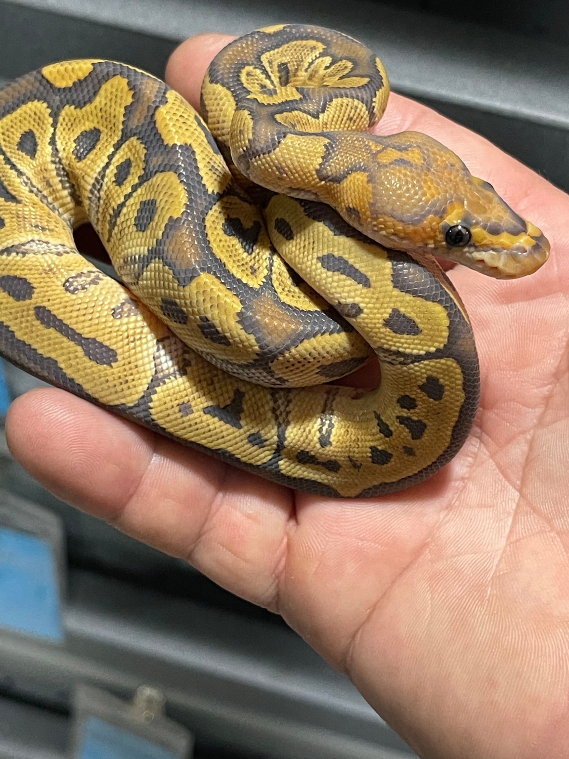 Hypo Clown Ball Python by Balls Deep Reptiles LLC - MorphMarket