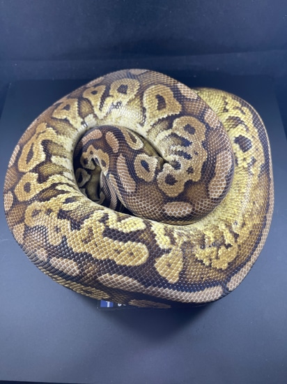 Pewter Het Pied Ball Python by Balls Deep Reptiles LLC