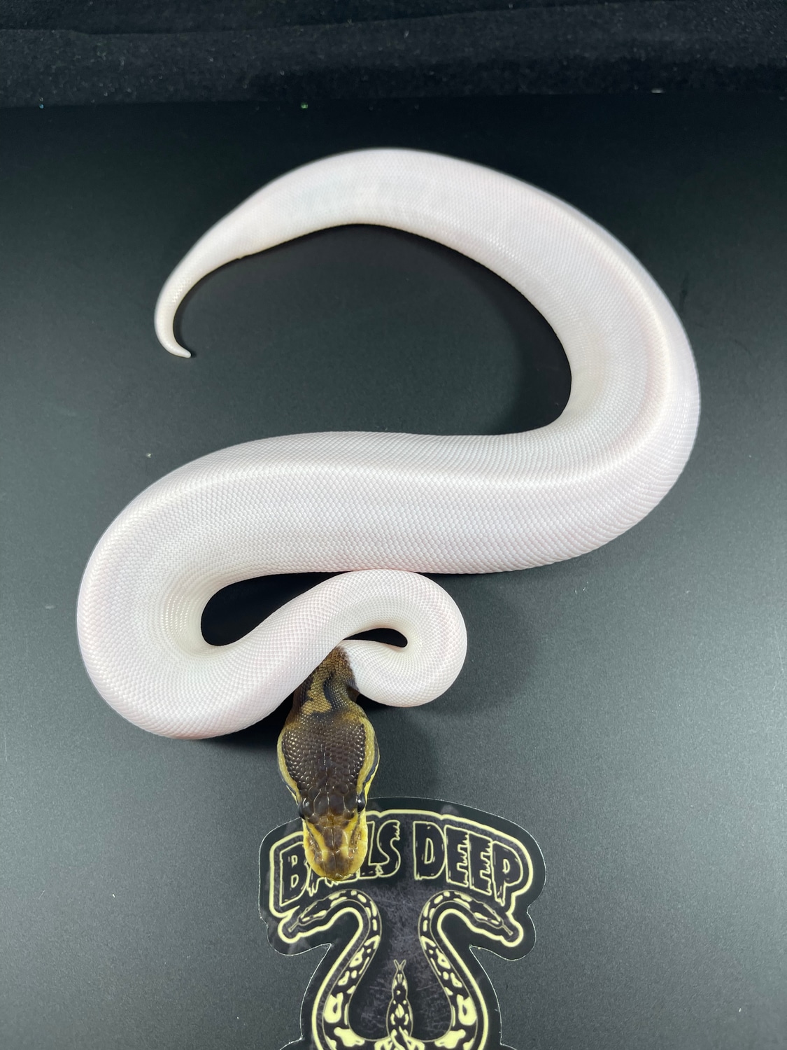 Cinnamon Pied Ball Python by Balls Deep Reptiles LLC - MorphMarket