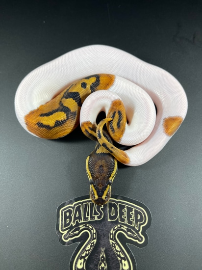 Pied Ball Python by Balls Deep Reptiles LLC