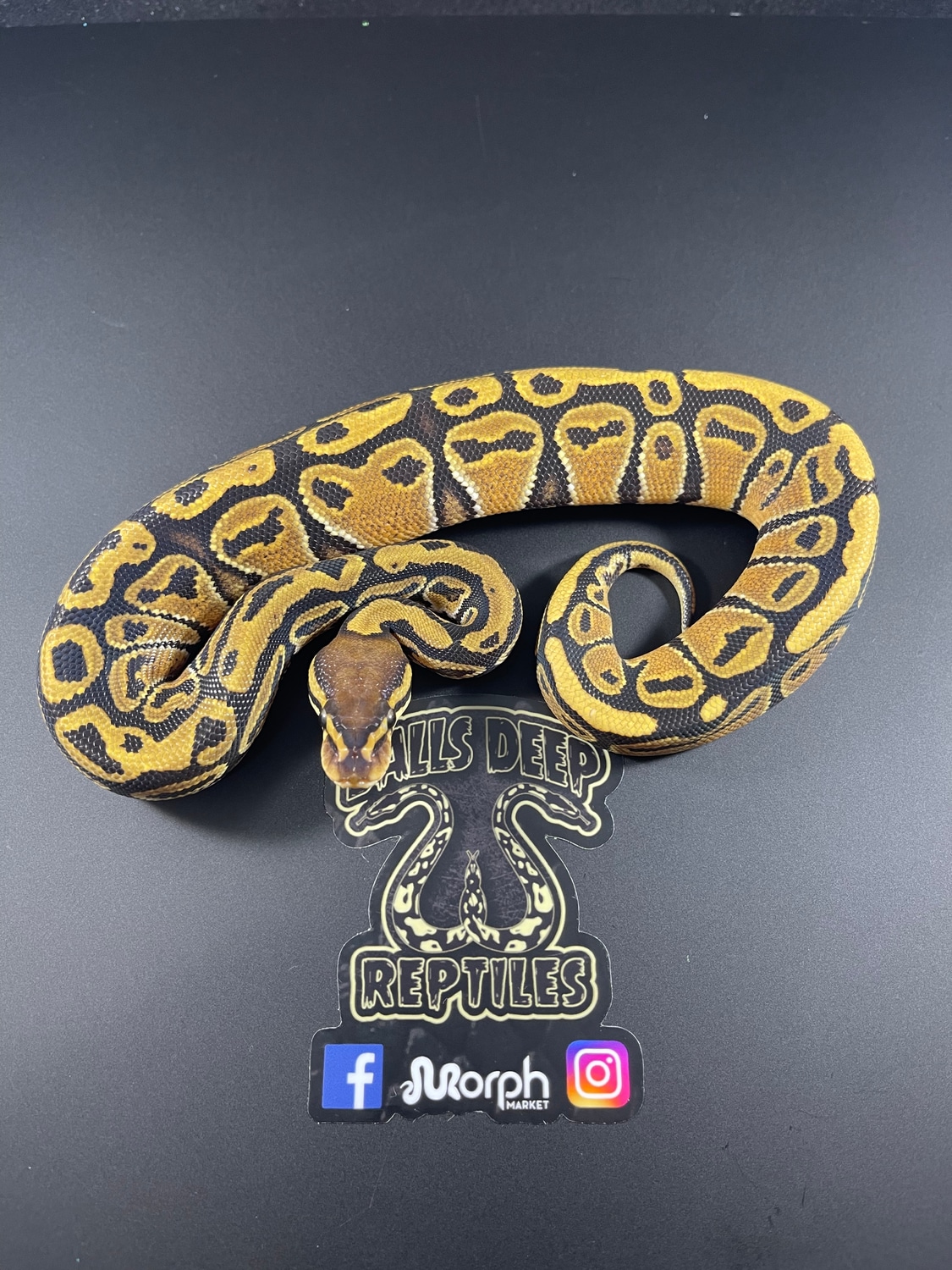 Vanilla Trick/ Hurricane Pos Het Clown Ball Python by Balls Deep ...