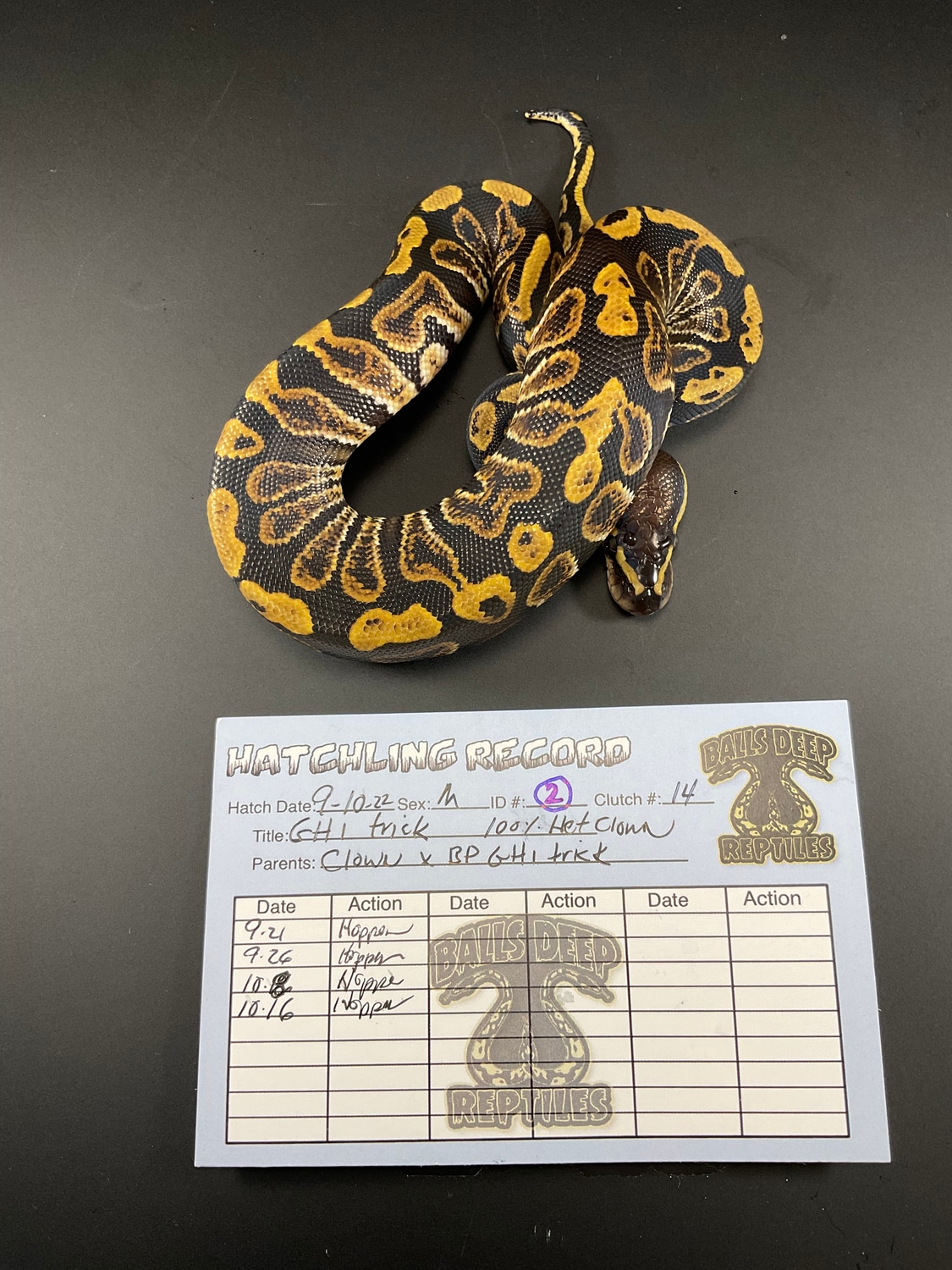 Ghi Trick Het Clown Ball Python by Balls Deep Reptiles LLC - MorphMarket