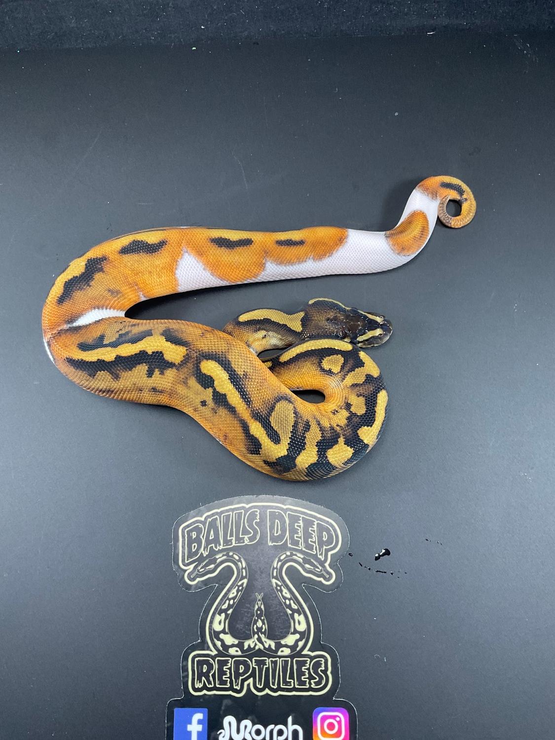 Low White Pied Ball Python by Balls Deep Reptiles LLC - MorphMarket