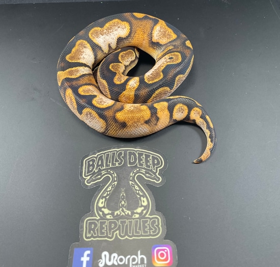 Calico Yellow Belly Het Pied Ball Python by Balls Deep Reptiles LLC