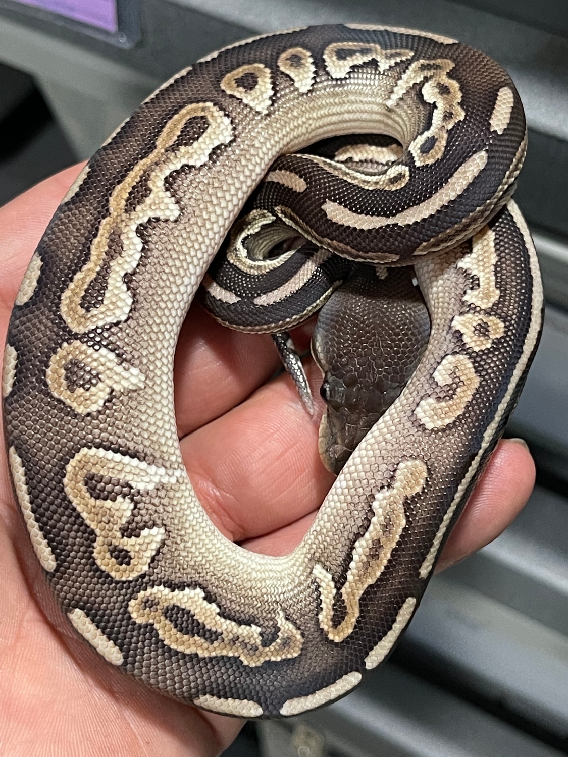 Cinnamon Mojave Pos Trick Ball Python by Balls Deep Reptiles LLC ...