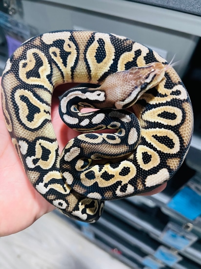Pewter Het Clown Ball Python by Balls Deep Reptiles LLC