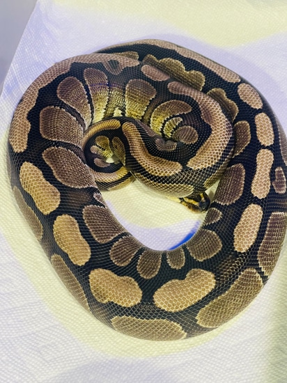 Red Stripe Ball Python by Balls Deep Reptiles LLC
