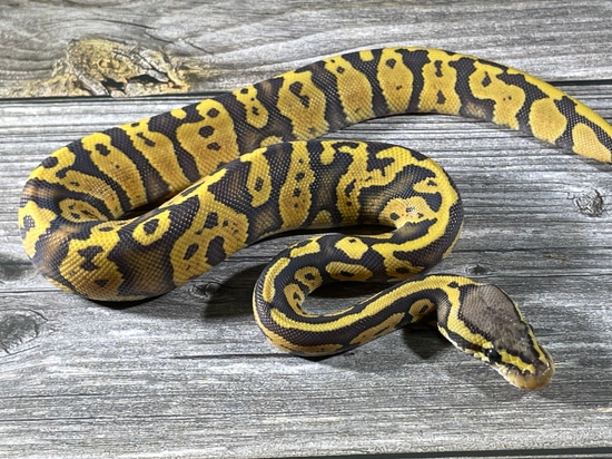 Acid Pastel Hypo *Free Shipping* Ball Python by Balls Deep Reptiles LLC