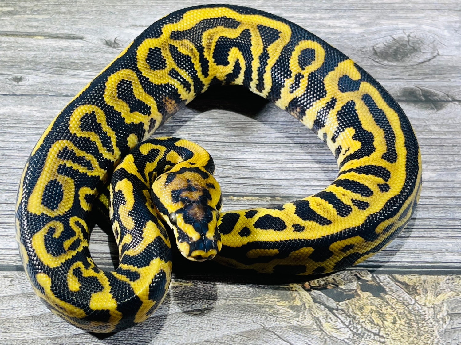 Leo Spotnose YB Het Clown Ball Python by Balls Deep Reptiles LLC ...