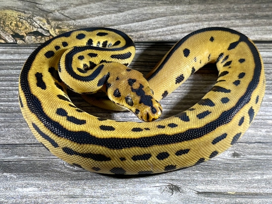 Batman Ball Python by Balls Deep Reptiles LLC