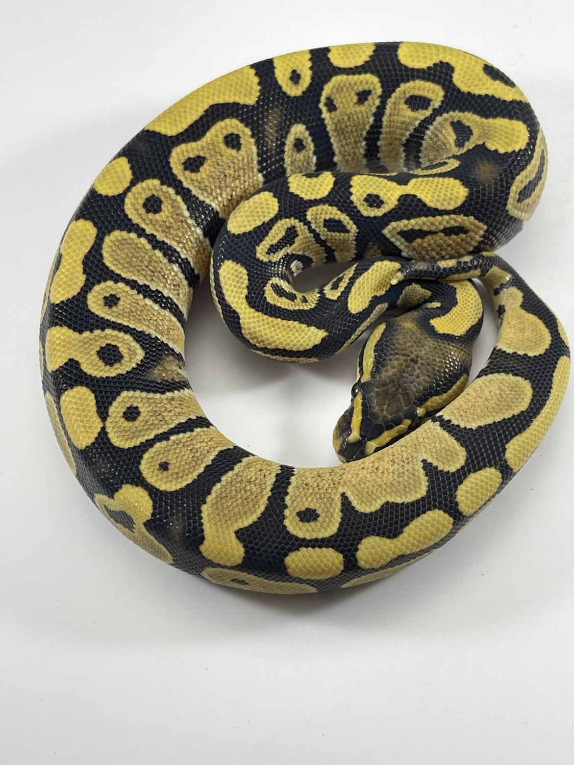Desert Ghost 66% Het Hypo Ball Python by Balls Deep Reptiles LLC ...