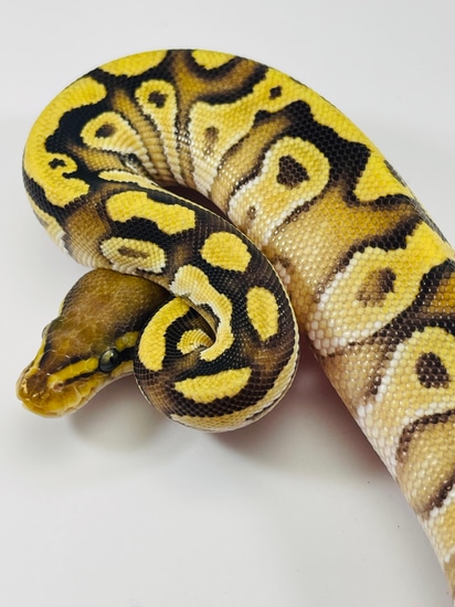 ODYB Vanilla Mojave Pos Hurricane Ball Python by Balls Deep Reptiles LLC