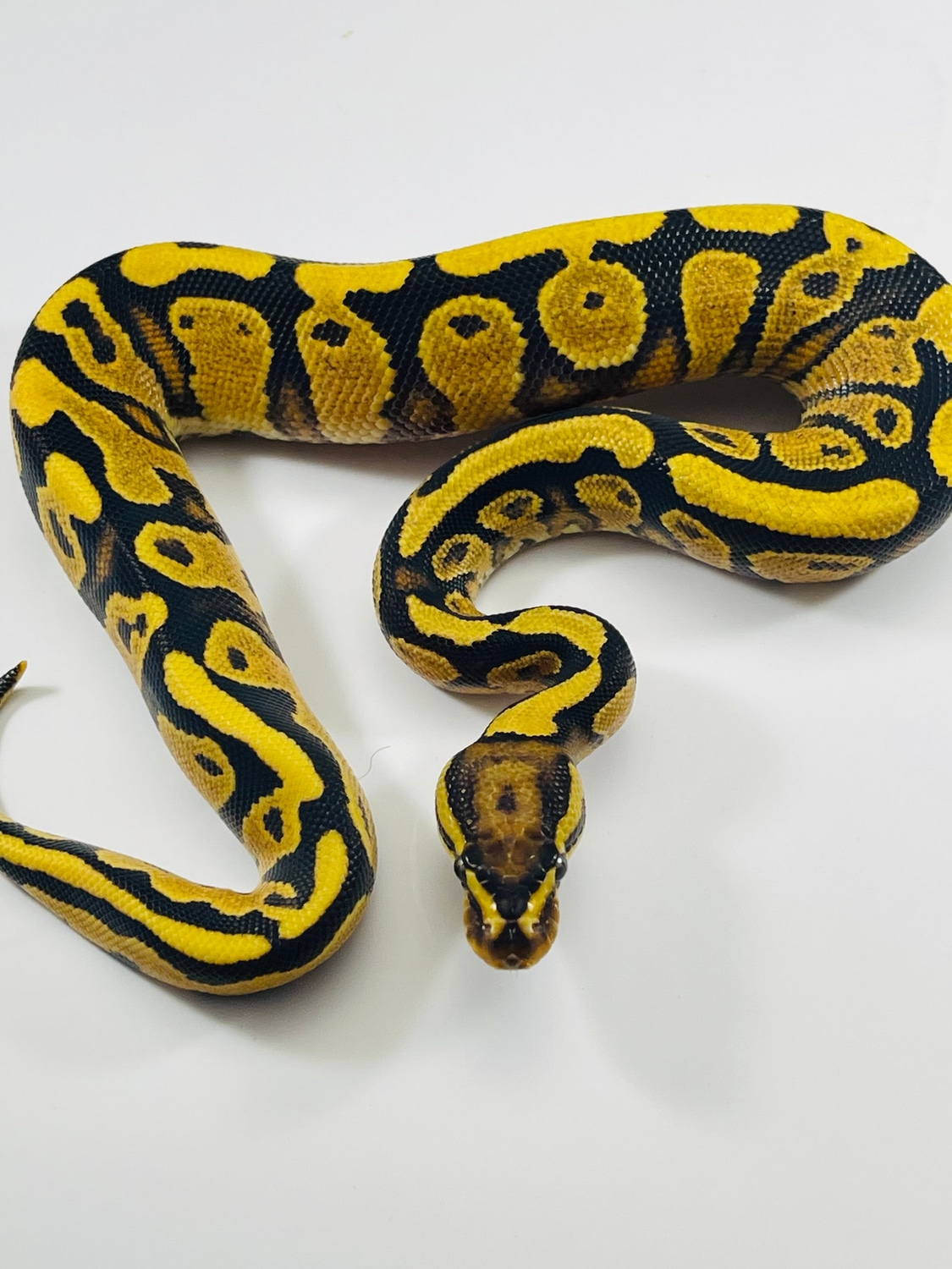 ODYB Vanilla Ball Python by Balls Deep Reptiles LLC - MorphMarket