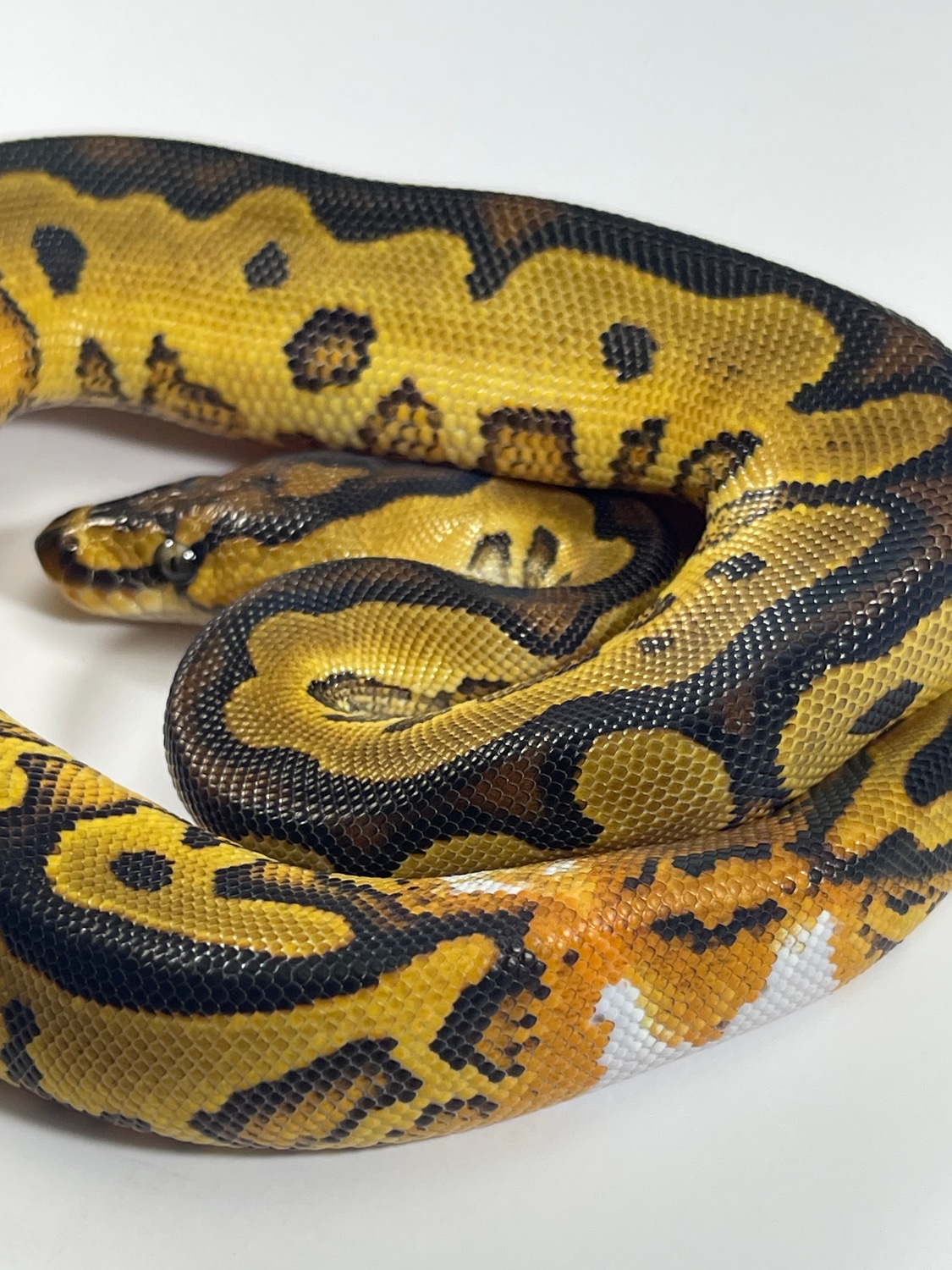 YB Clown Pos Het Pied Ball Python by Balls Deep Reptiles LLC - MorphMarket