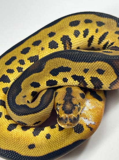 Leopard YB Clown Pos Het Pied Ball Python by Balls Deep Reptiles LLC