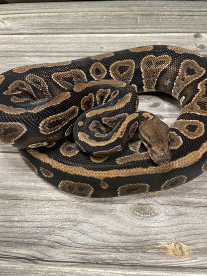RTB Mahogany (Dark) Ball Python by Balls Deep Reptiles LLC
