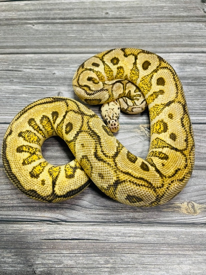 Pastel Yb Spotnose Clown Ball Python By Balls Deep Reptiles Llc