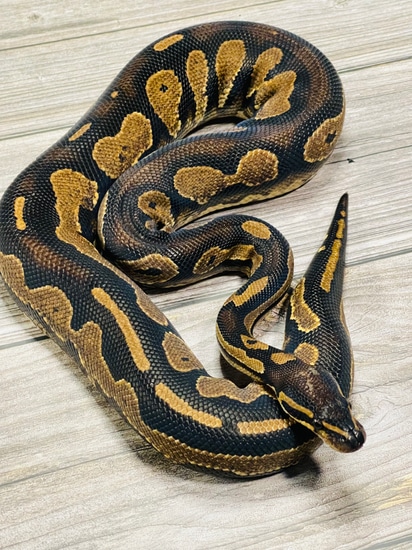 RTB Black Head ODYB Calico Ball Python by Balls Deep Reptiles LLC