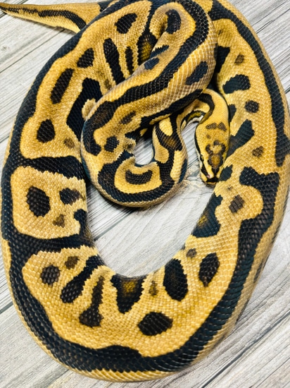 RTB ODYB Leopard Spot Nose Het Clown Ball Python by Balls Deep Reptiles LLC