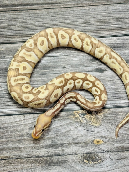 Banana Mojave Pastel Ball Python by Balls Deep Reptiles LLC