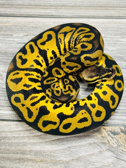 Pastel Leopard Ball Python by Balls Deep Reptiles LLC